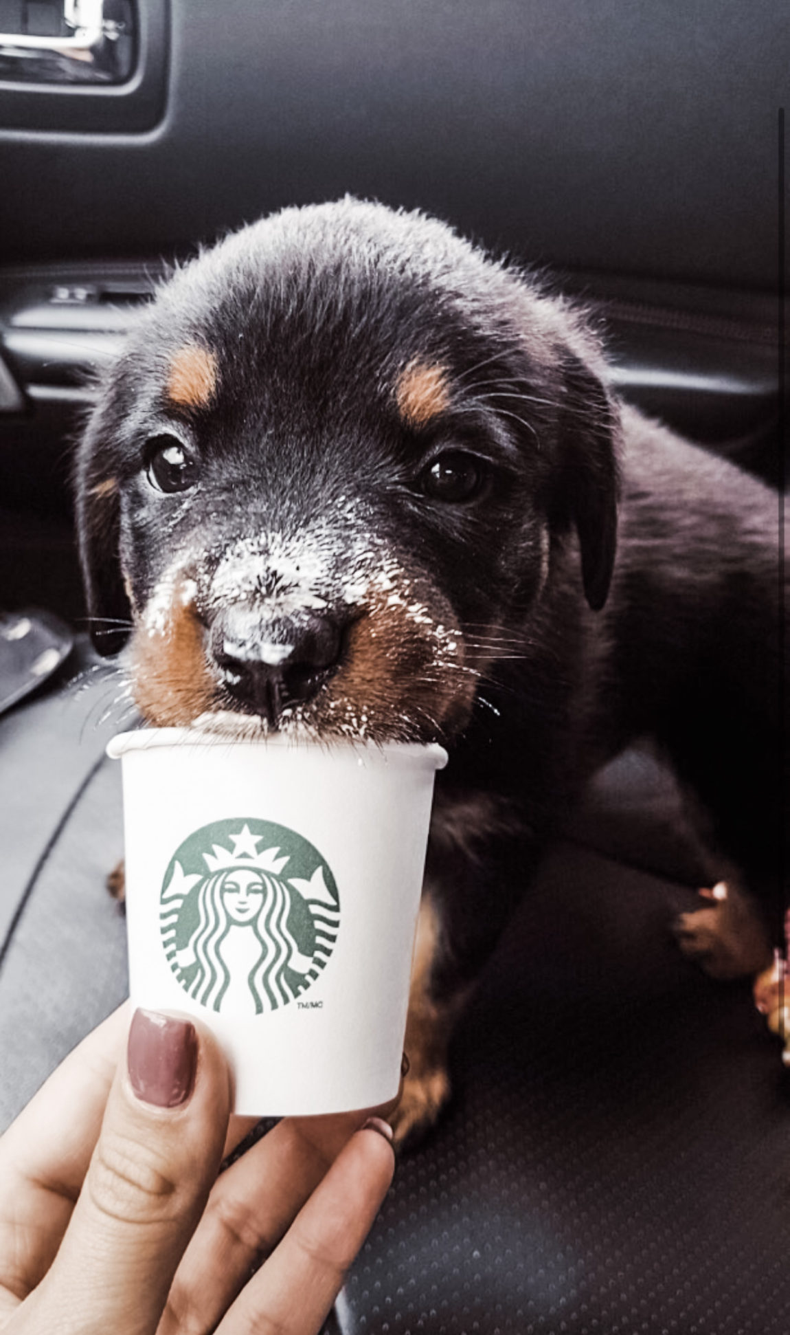 Wake Up With Dogs and Coffee Quotes - DIY Darlin'