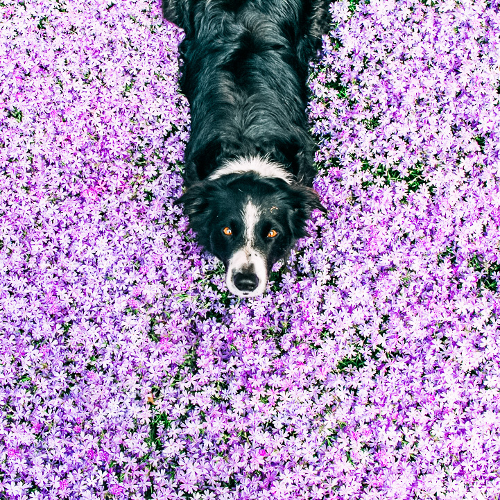 April Showers Bring Dogs With Flowers - DIY Darlin'