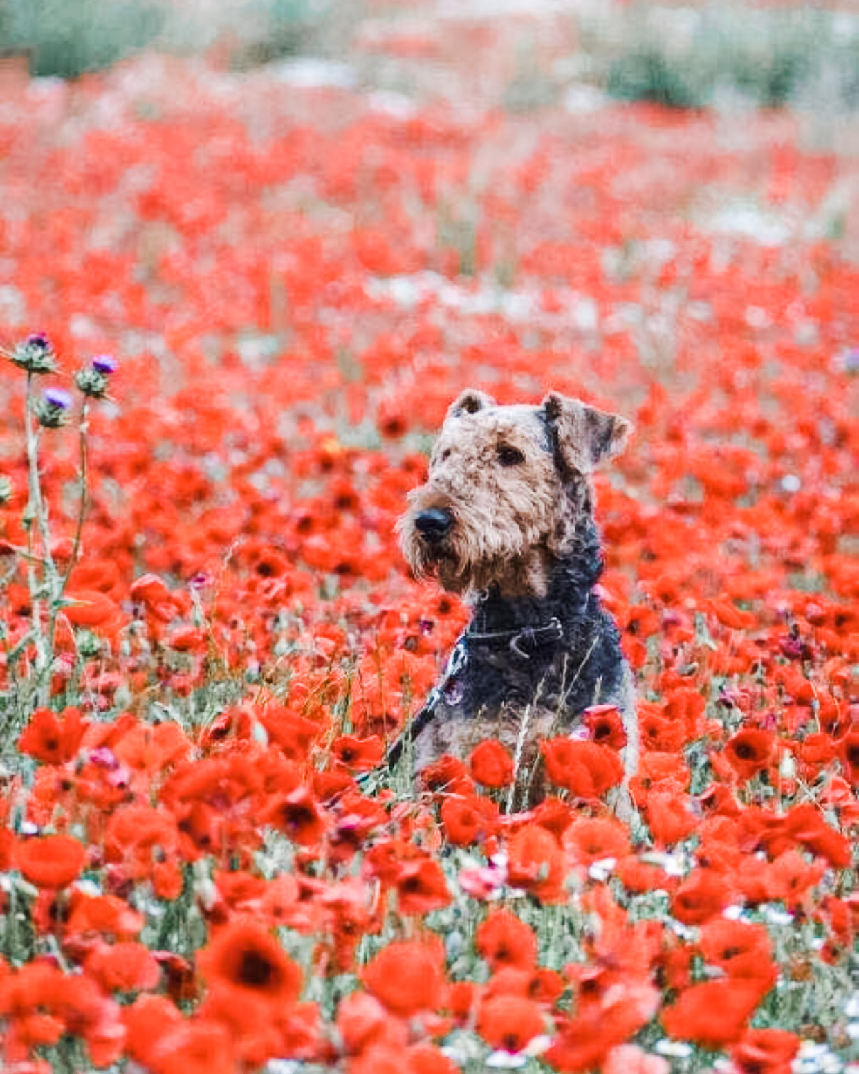 April Showers Bring Dogs With Flowers - DIY Darlin'