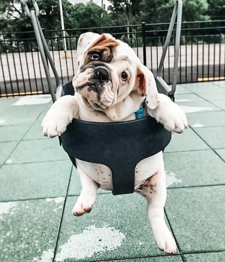 12 Dogs in Swings | Swinging Into The Weekend- DIY Darlin'