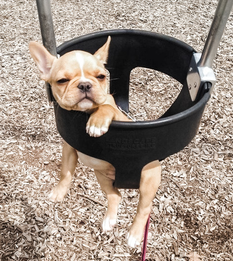 12 Dogs in Swings | Swinging Into The Weekend- DIY Darlin'