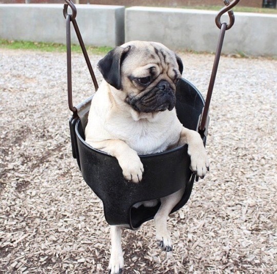 12 Dogs in Swings | Swinging Into The Weekend- DIY Darlin'