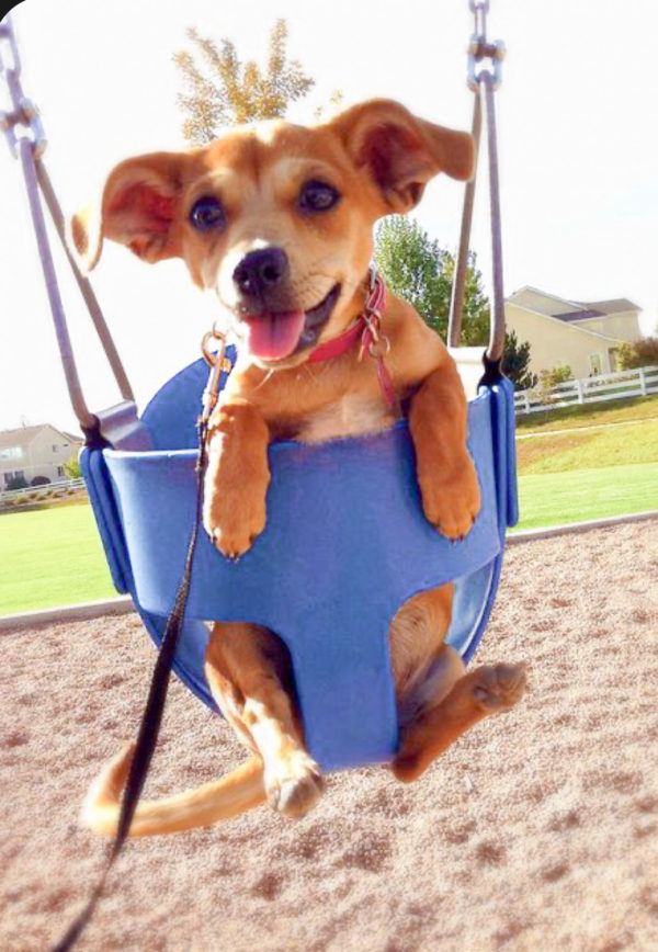 12 Dogs in Swings | Swinging Into The Weekend- DIY Darlin'