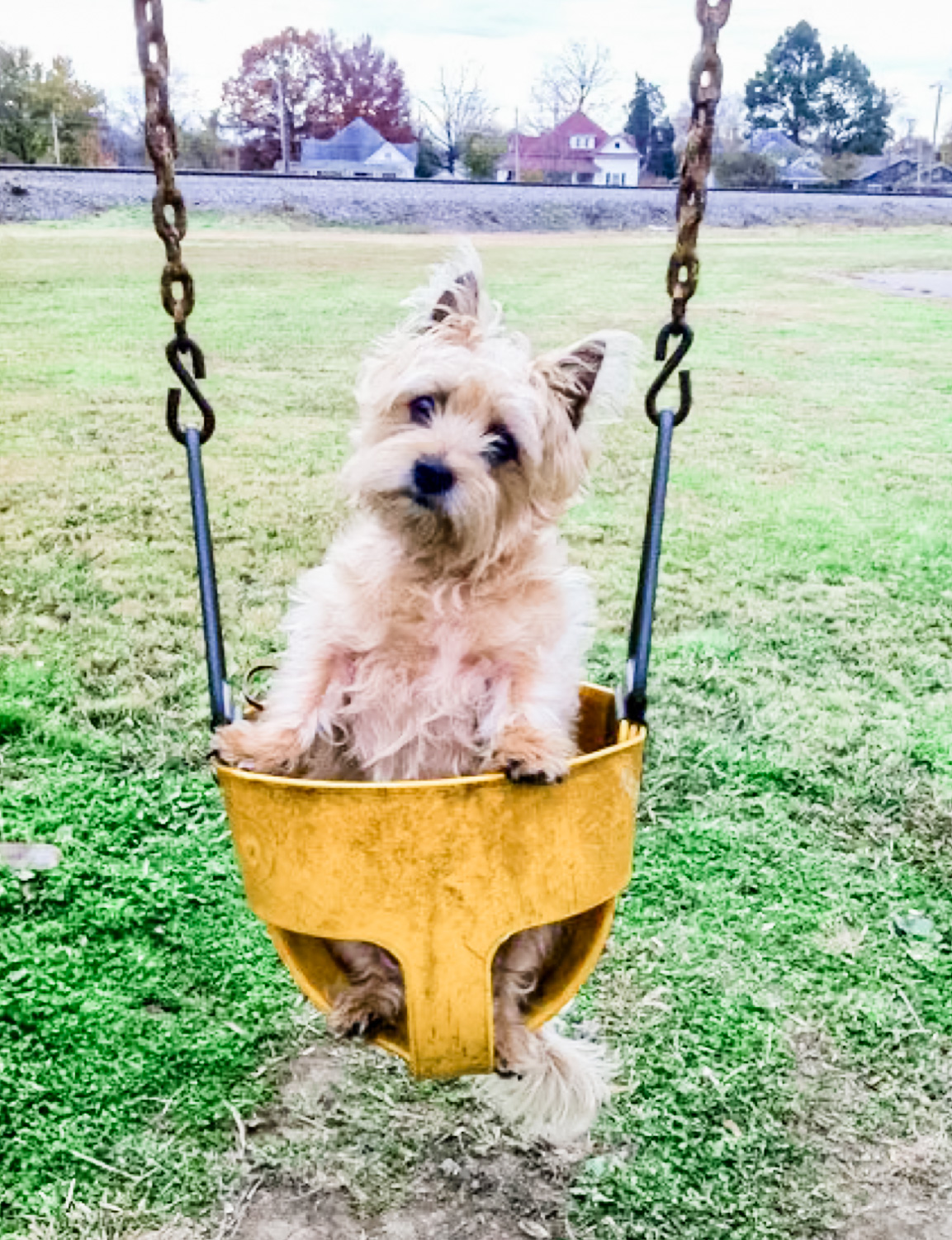 12 Dogs in Swings | Swinging Into The Weekend- DIY Darlin'