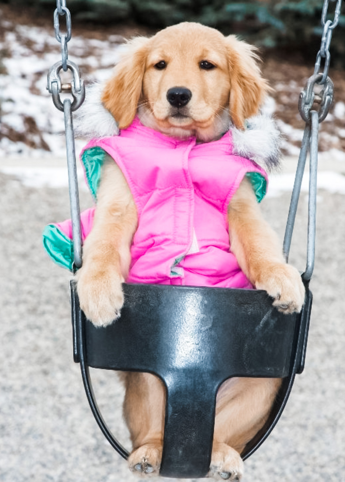 Dogs-In-Swings-9 - Home With Two