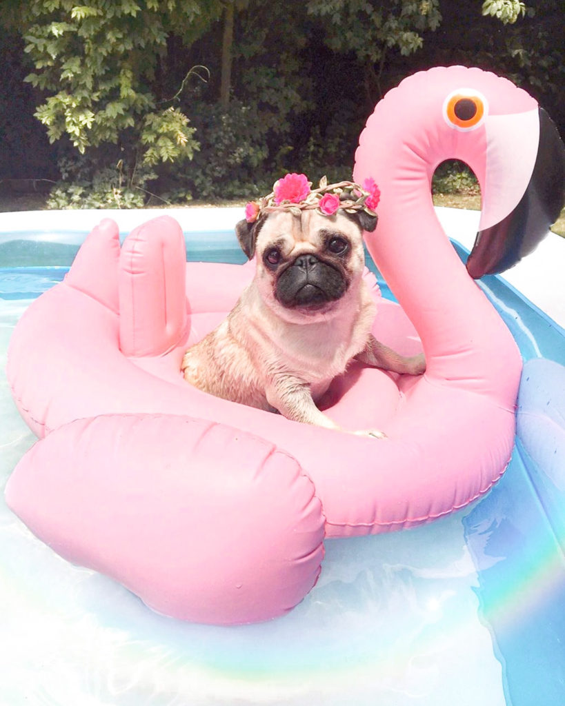 20+ The Coolest Ready For Summer Dogs - DIY Darlin'