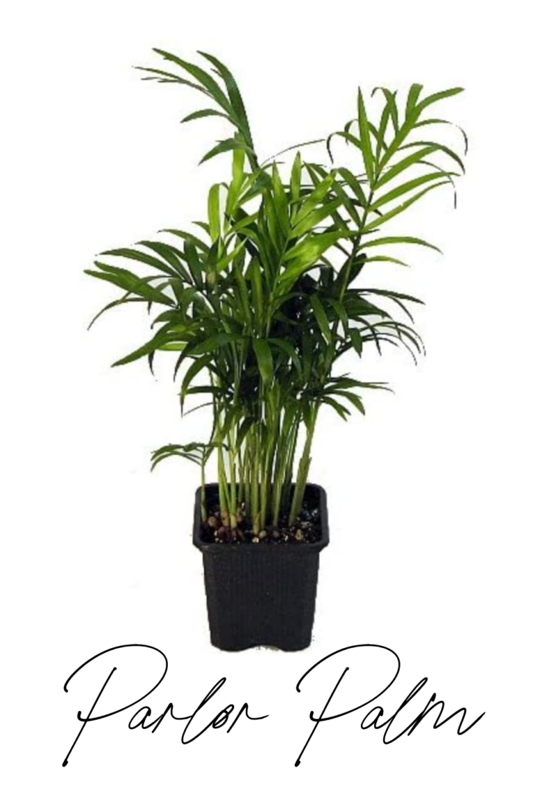 30 Cozy Nursery Ideas with Plants + Best Plants For Baby